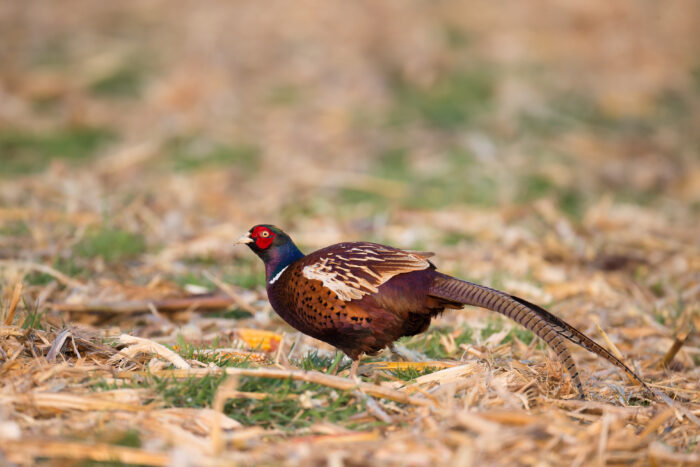 Lâchers de faisans et perdrix - Fédération Départementale des Chasseurs