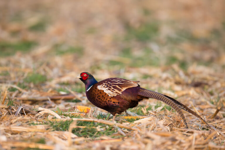 Lâchers de faisans et perdrix - Fédération Départementale des Chasseurs